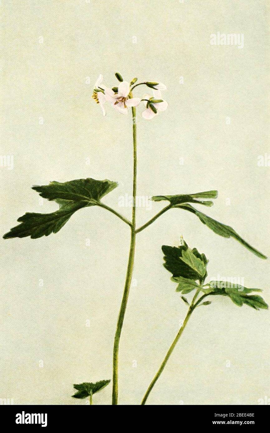 Two leaved toothwort hi-res stock photography and images - Alamy