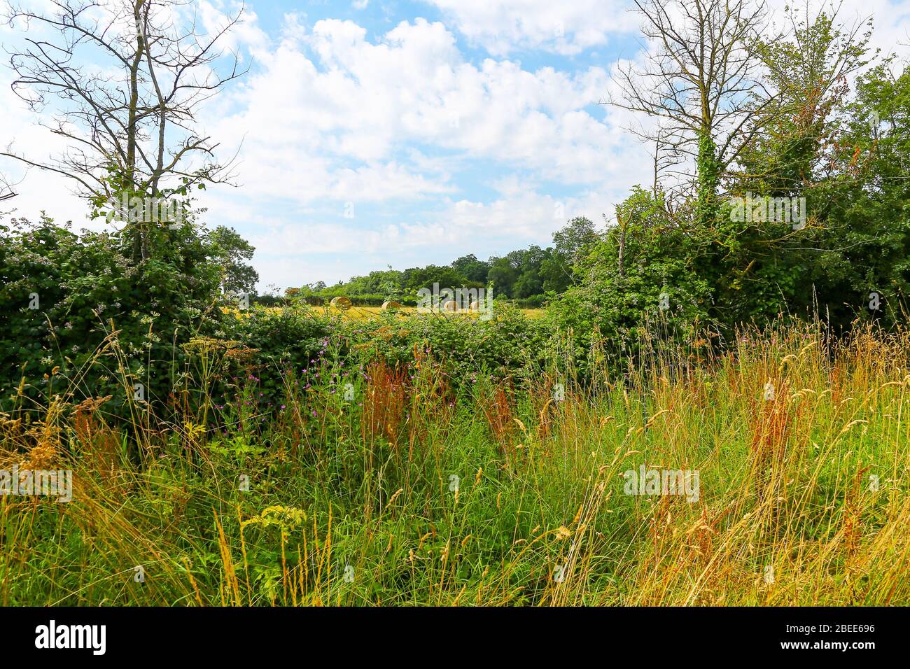 Shapwick Moor Nature Reserve, part of the Avalon Marshes, Somerset ...