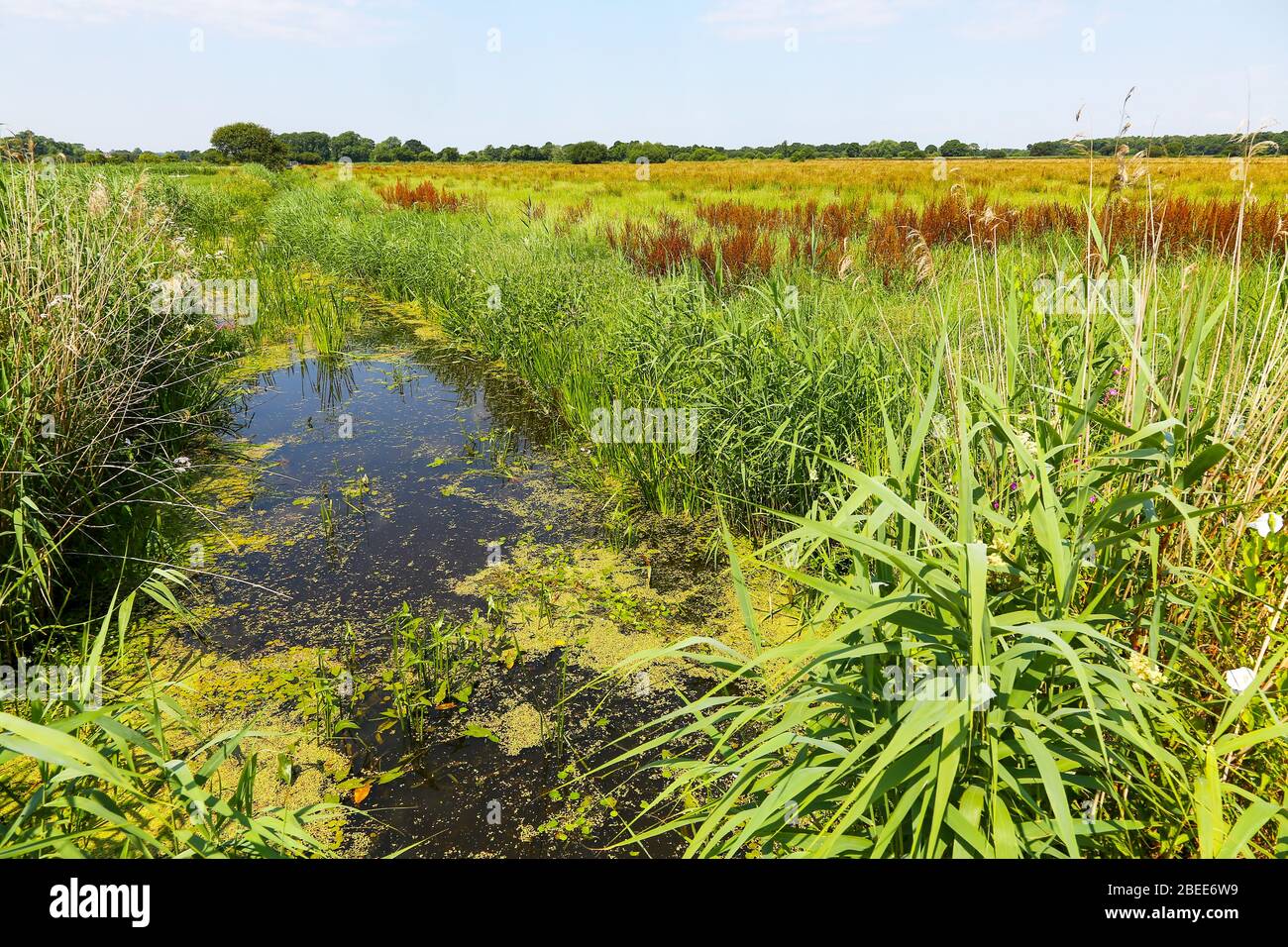 One of the water filled ditches at Shapwick Moor Nature Reserve, part ...