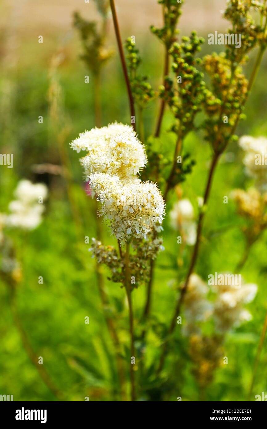 The white flowers of Meadowsweet (Filipendula ulmaria) or mead wort, a ...