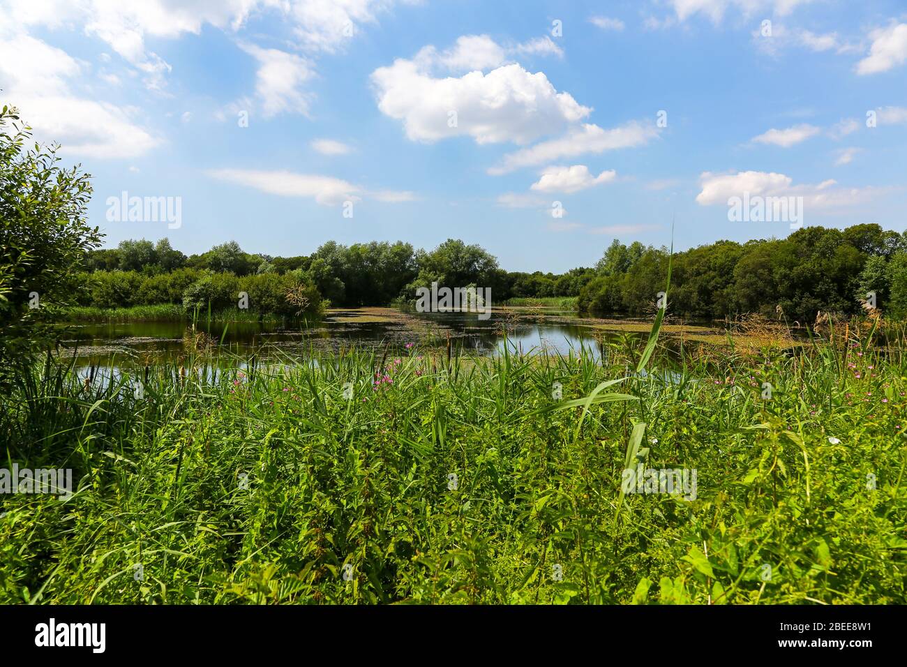 Westhay Moor Nature Reserve, Somerset, England, UK Stock Photo - Alamy