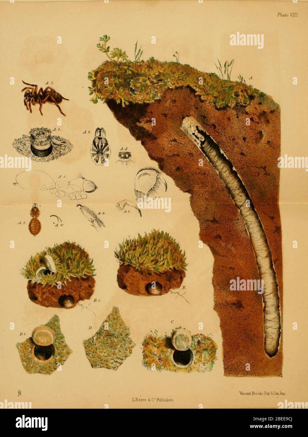 Harvesting ants & trap-door spiders pl 08 Stock Photo - Alamy