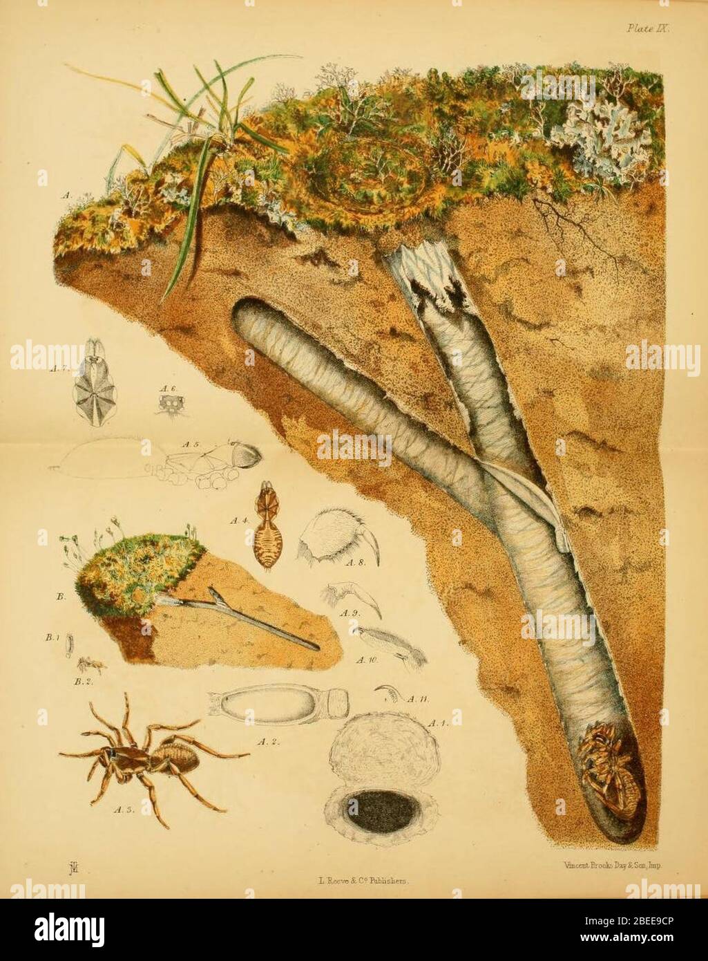 Harvesting ants & trap-door spiders pl 09 Stock Photo - Alamy