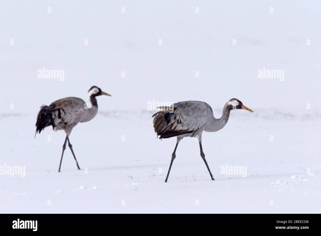 Two crane hi-res stock photography and images - Alamy