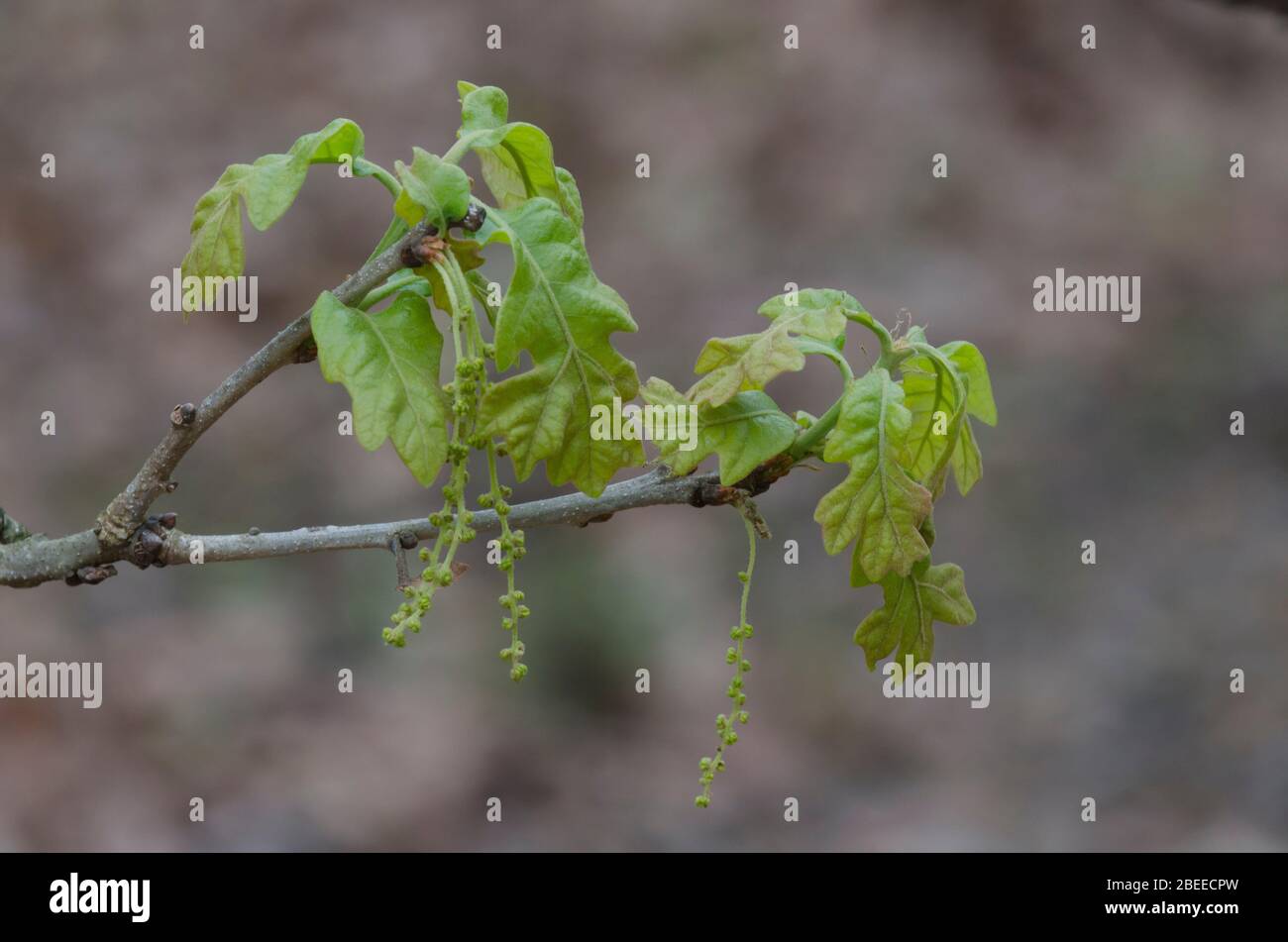 Post Oak, Quercus stellata, leaves and catkins opening in spring Stock ...