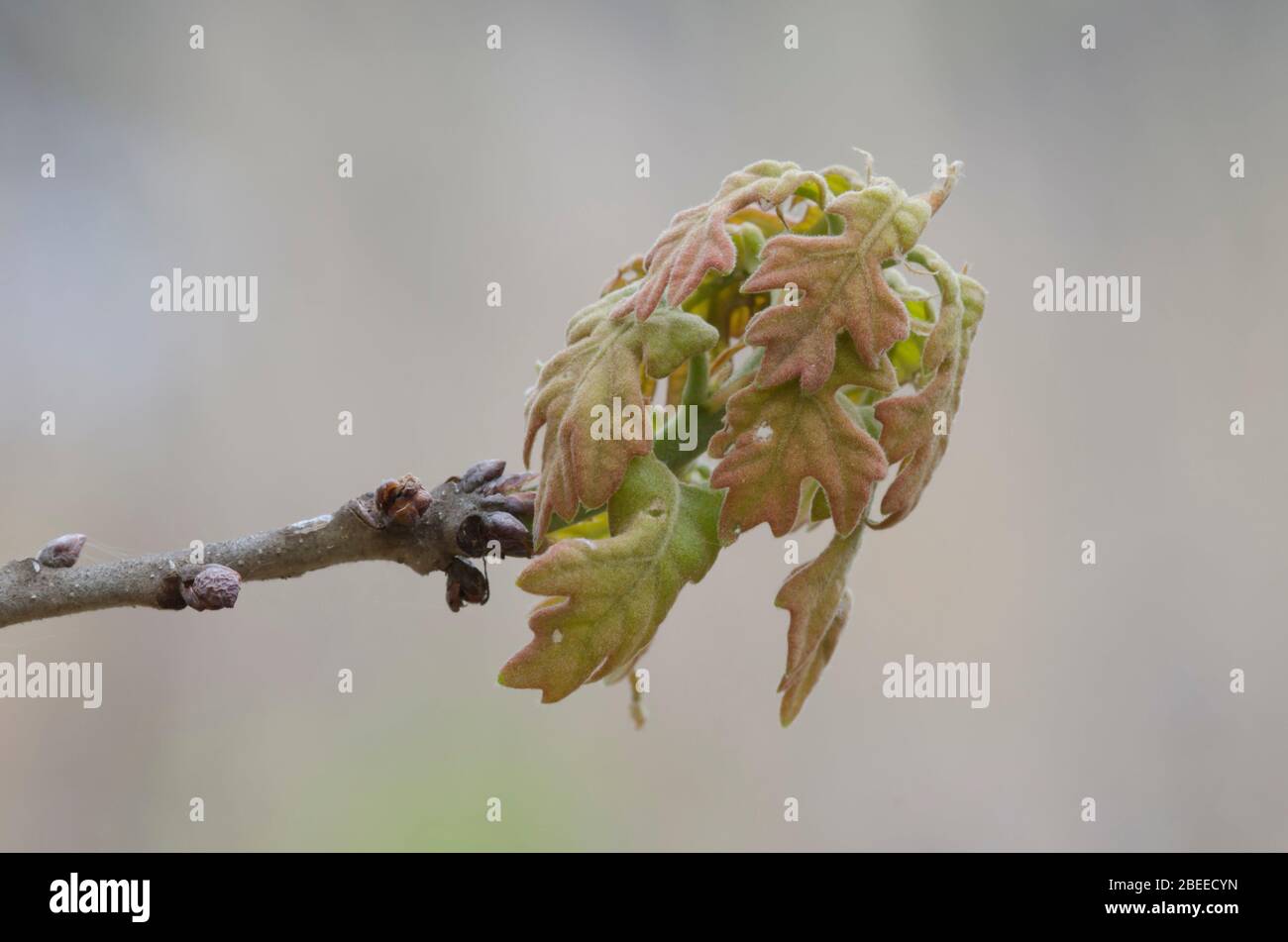 Post Oak, Quercus stellata, leaves opening in spring Stock Photo - Alamy