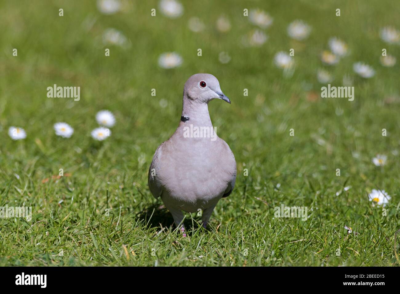Ground doves hi-res stock photography and images - Alamy