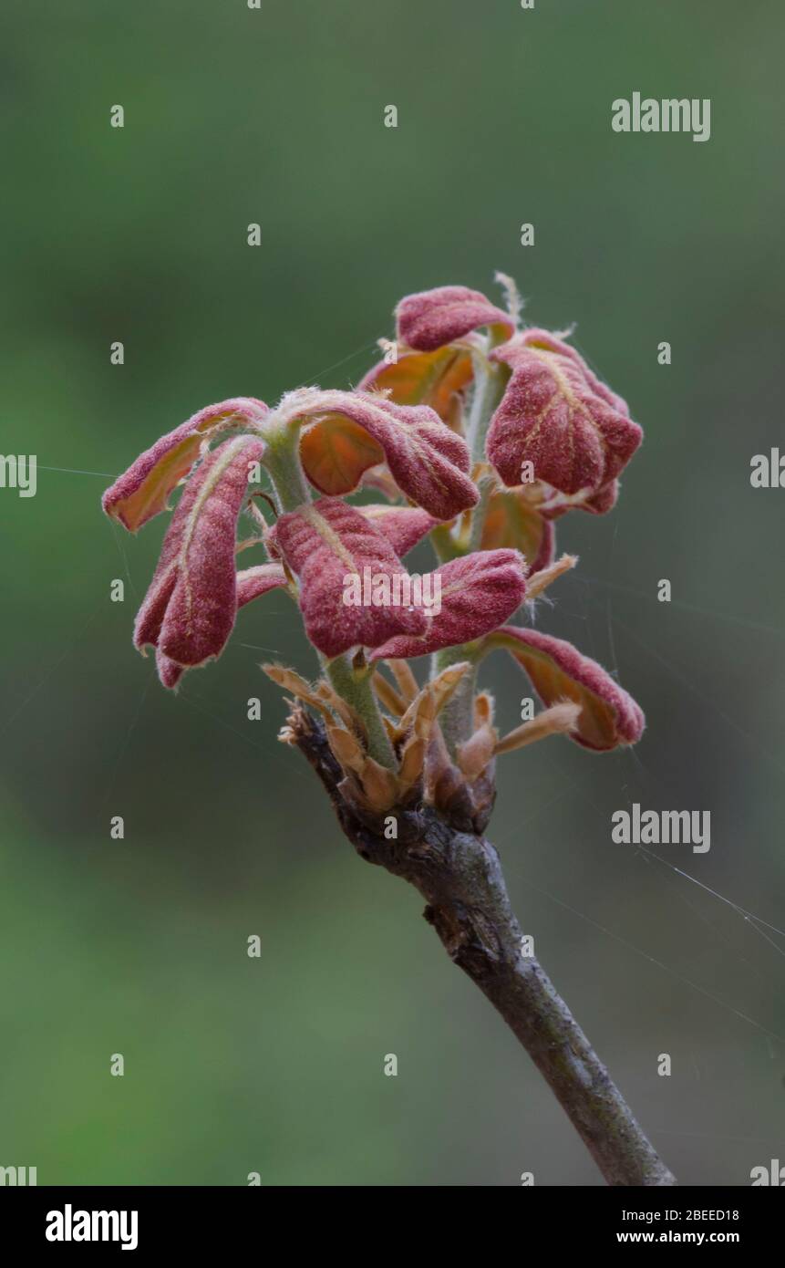 Blackjack Oak, Quercus marilandica, leaves opening in spring Stock ...