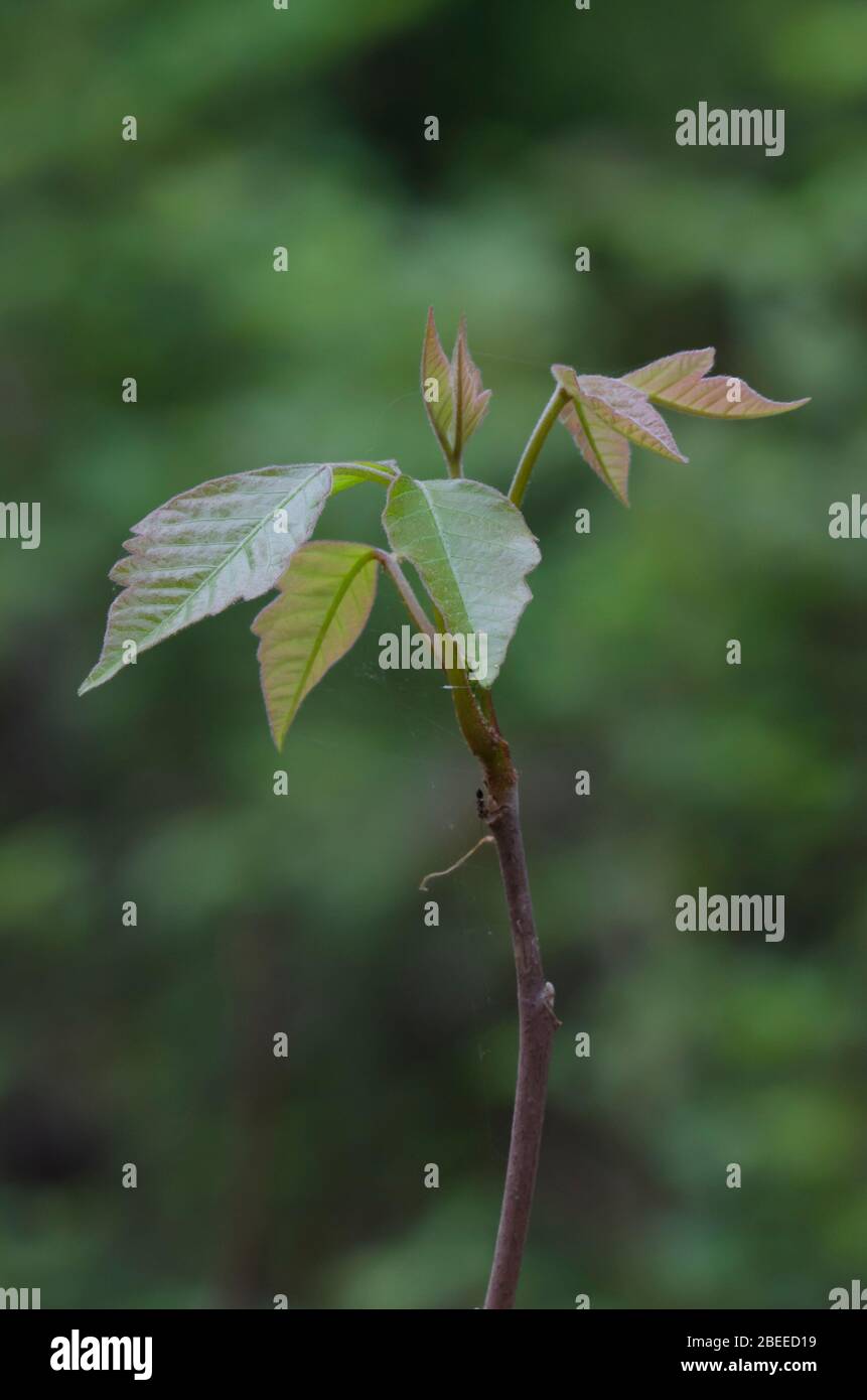 Poison Ivy, Toxicodendron radicans, leaves emerging in spring Stock ...