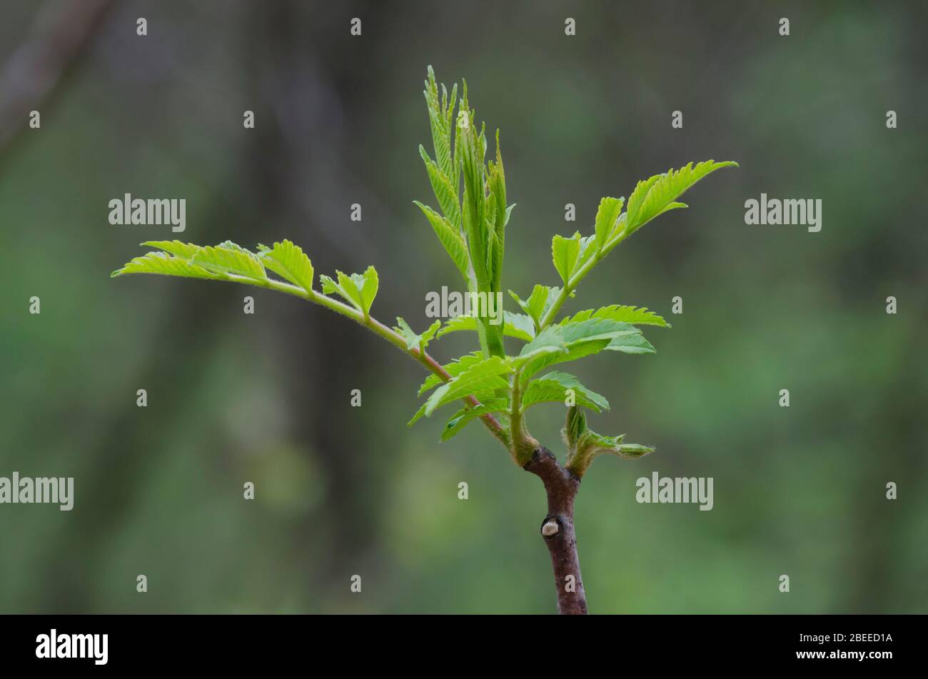 Smooth Sumac High Resolution Stock Photography and Images - Alamy