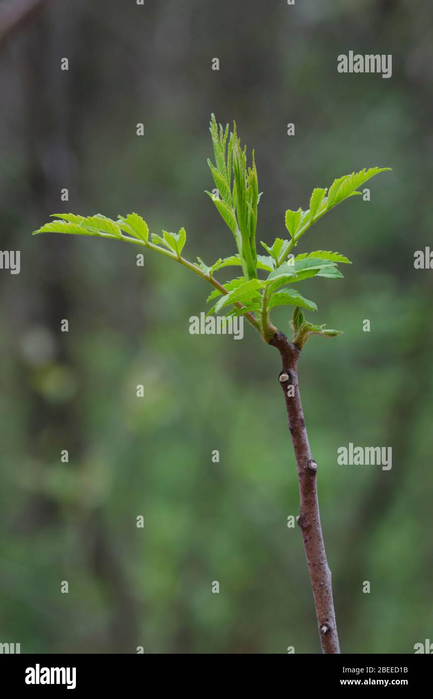 Smooth Sumac High Resolution Stock Photography and Images - Alamy