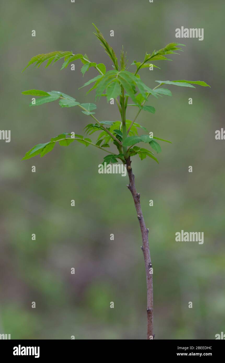 Smooth Sumac, Rhus glabra, leaves emerging in spring Stock Photo - Alamy
