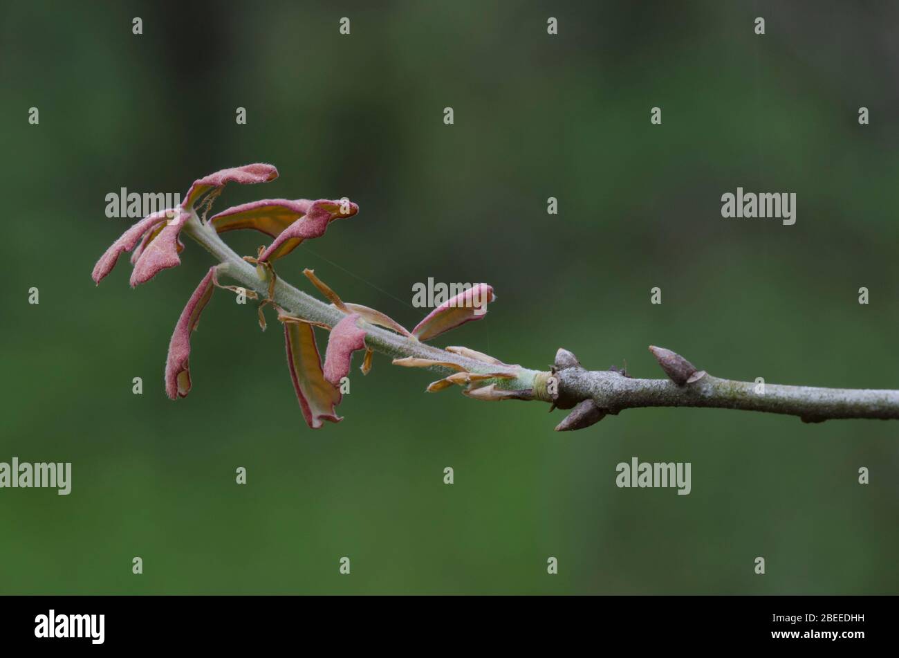Blackjack Oak, Quercus marilandica, leaves opening in spring Stock ...