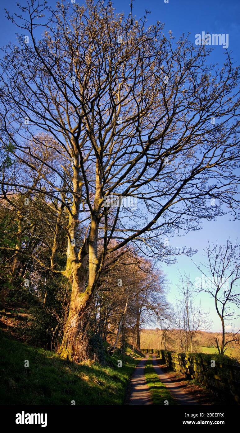 Very tall tree hi-res stock photography and images - Alamy