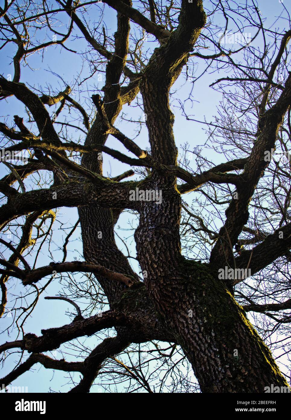 Welcoming tree hi-res stock photography and images - Alamy