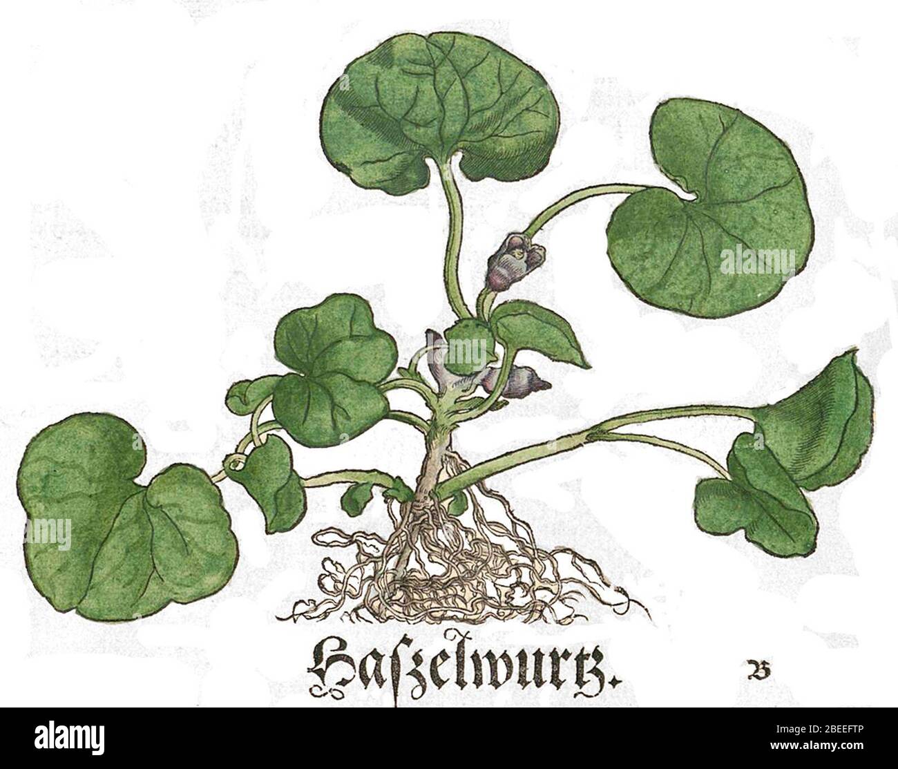 Brunfels High Resolution Stock Photography and Images - Alamy