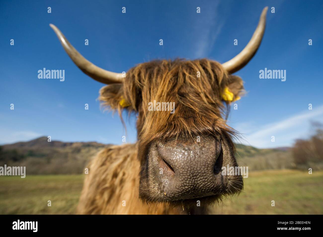 Cumbernauld, UK. 13th Apr, 2019. Pictured: A highland cow with long ...