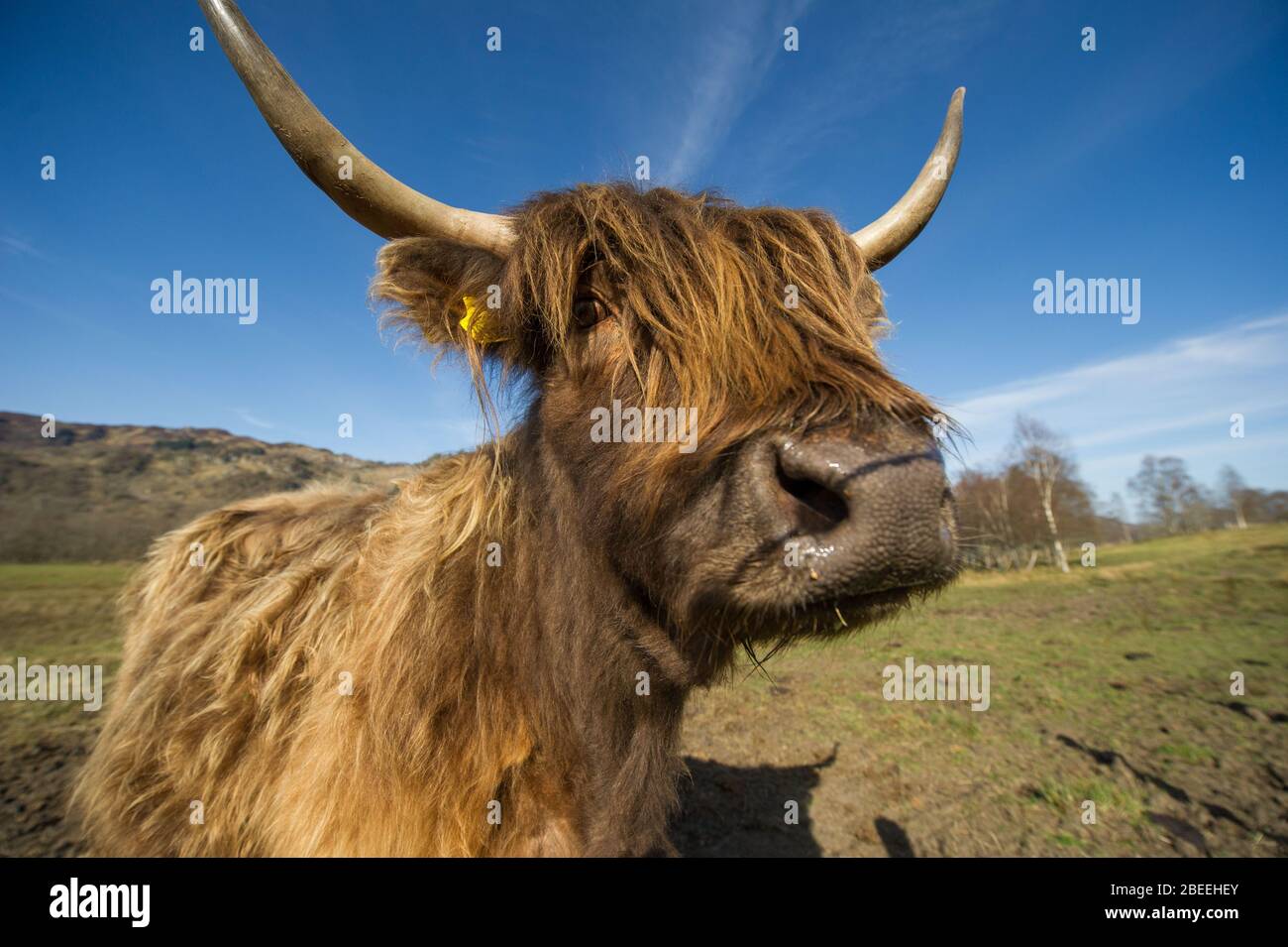 Highland cow basking in the sun hi-res stock photography and images - Alamy
