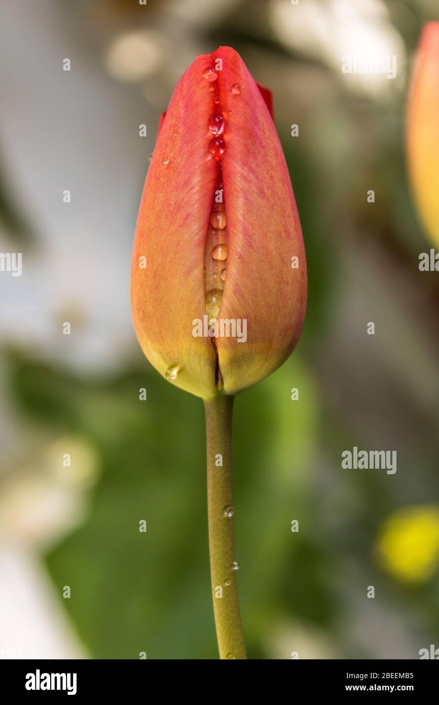 Morning freshness hi-res stock photography and images - Alamy