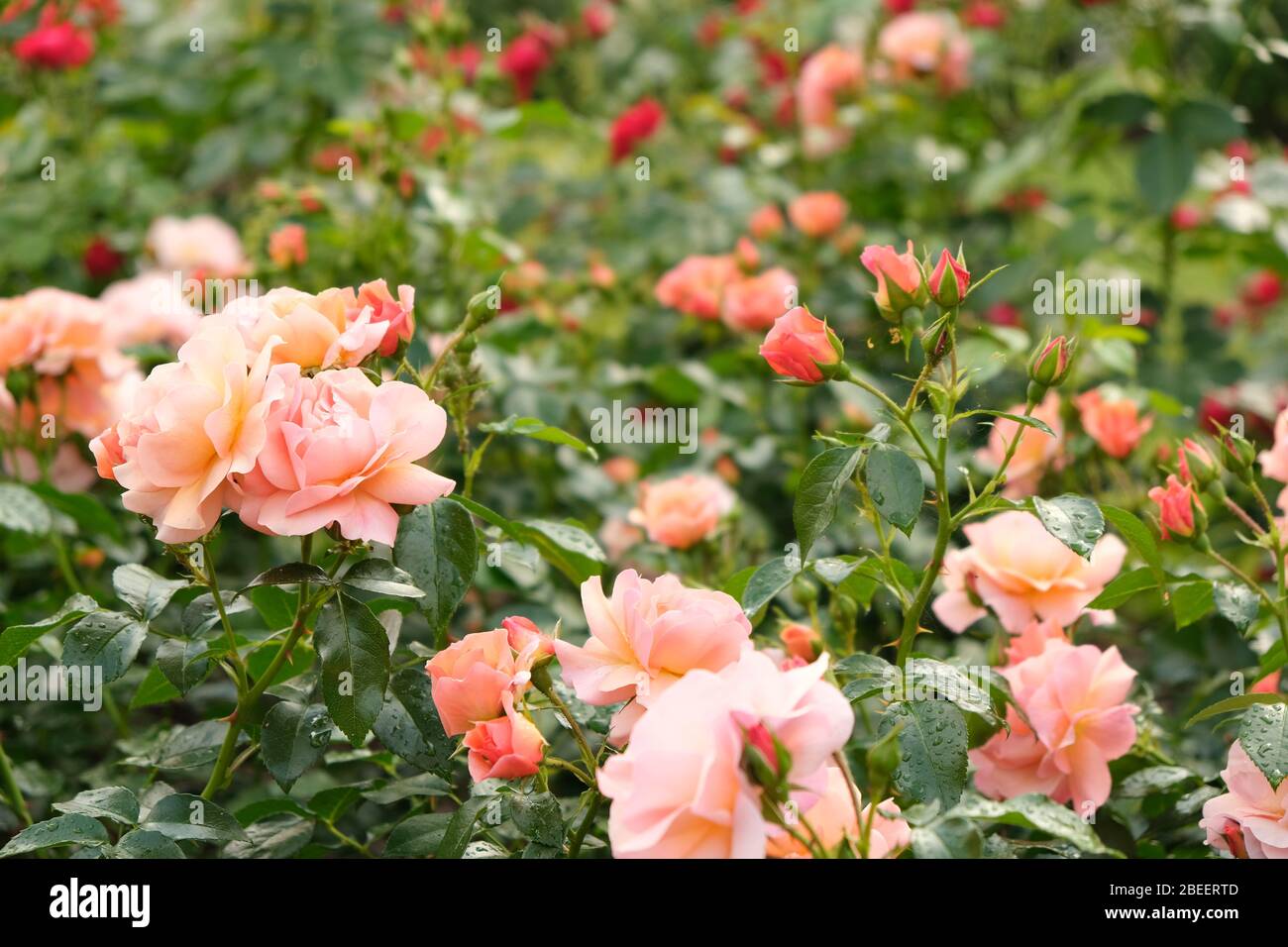 Apricot roses hi-res stock photography and images - Alamy