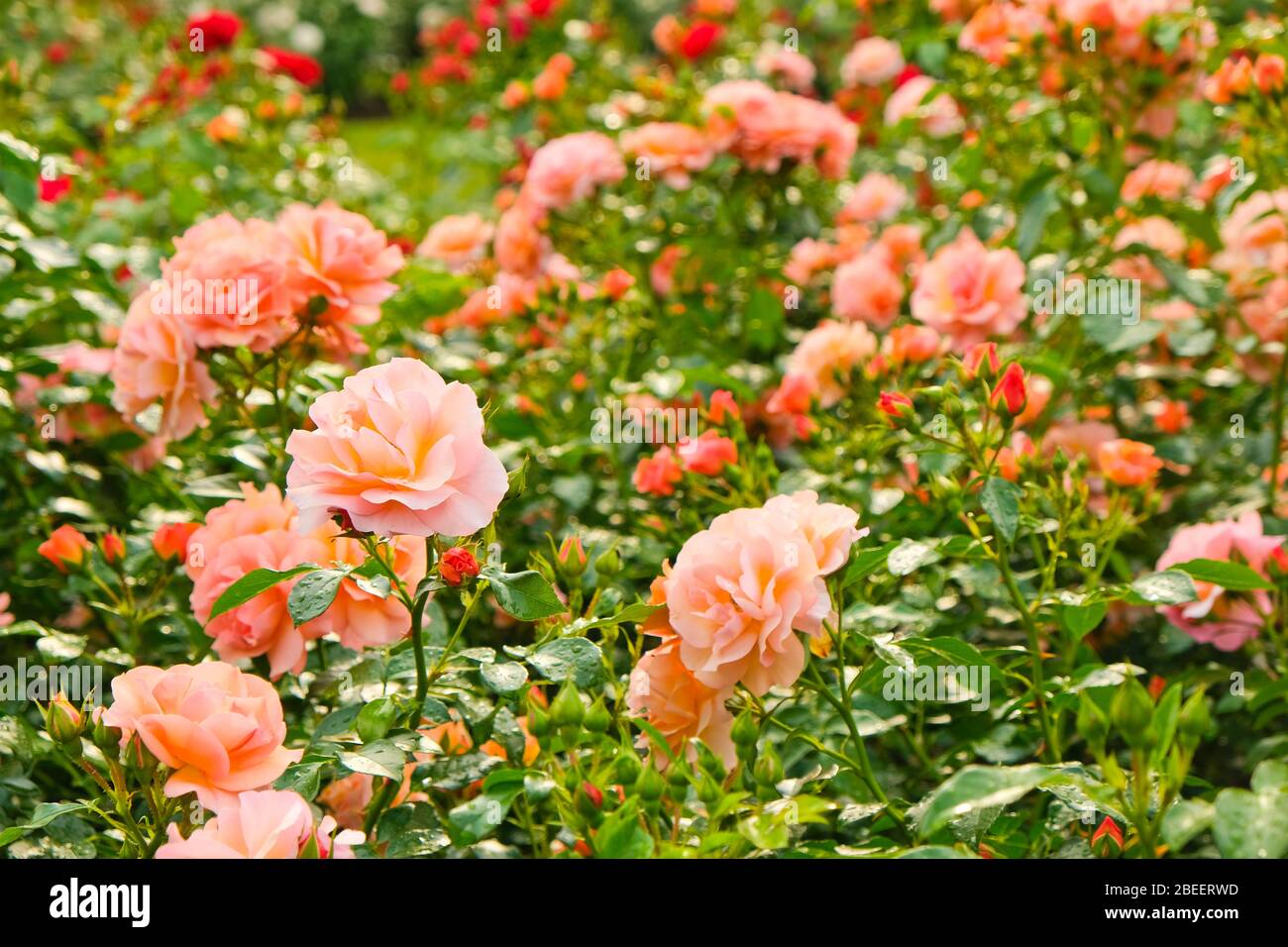 Apricot roses hi-res stock photography and images - Alamy