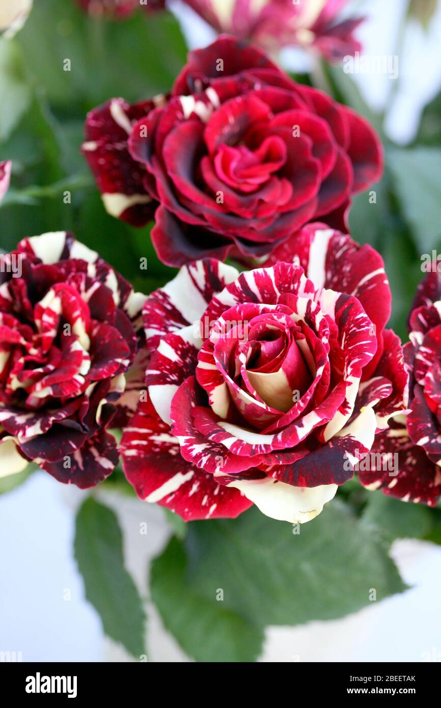 Roter blumenstrauss hi-res stock photography and images - Alamy