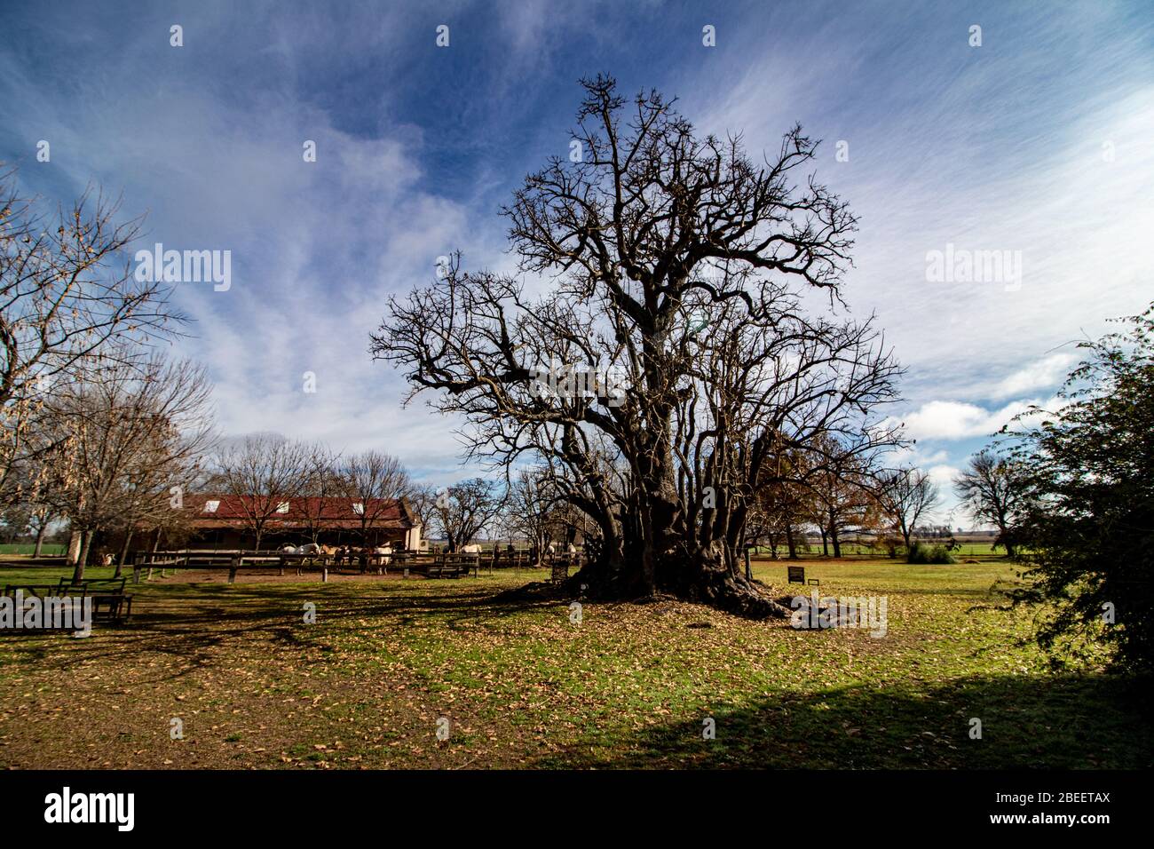 Ranch house, estancia Ombu, San Antonio de Areco, Argentina Stock Photo ...