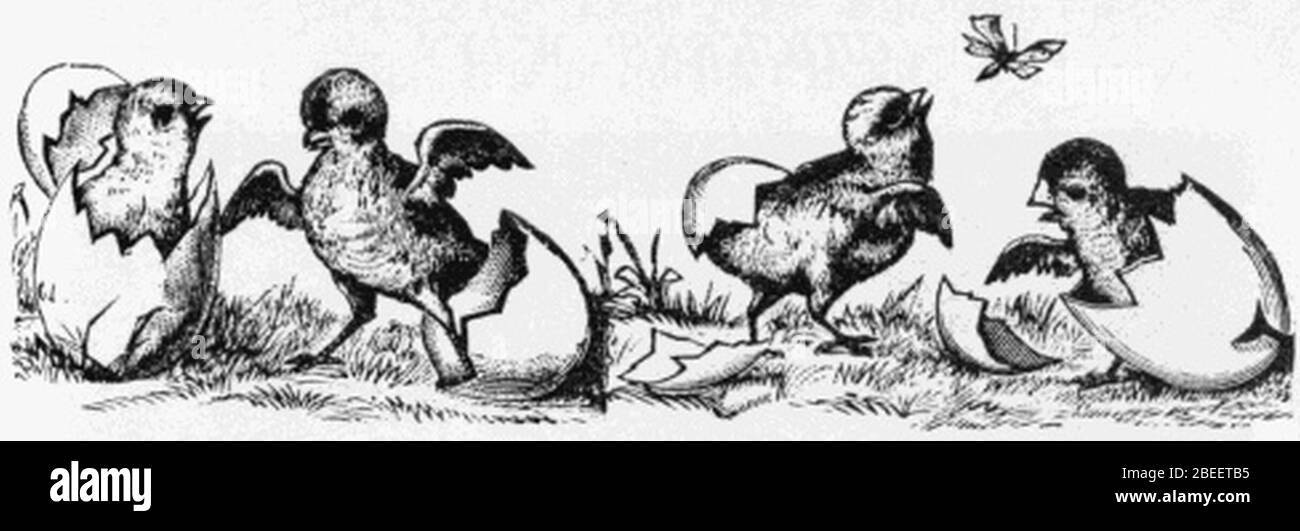 Hatching Chickens Drawing Stock Photo - Alamy