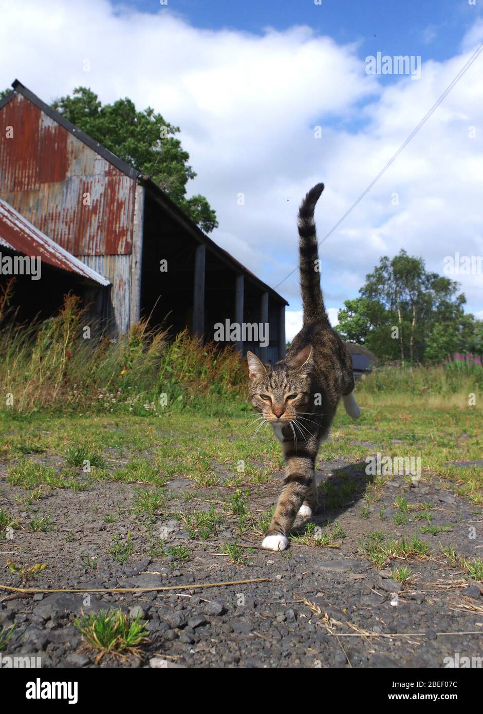 Grey tabby cat running hi-res stock photography and images - Alamy
