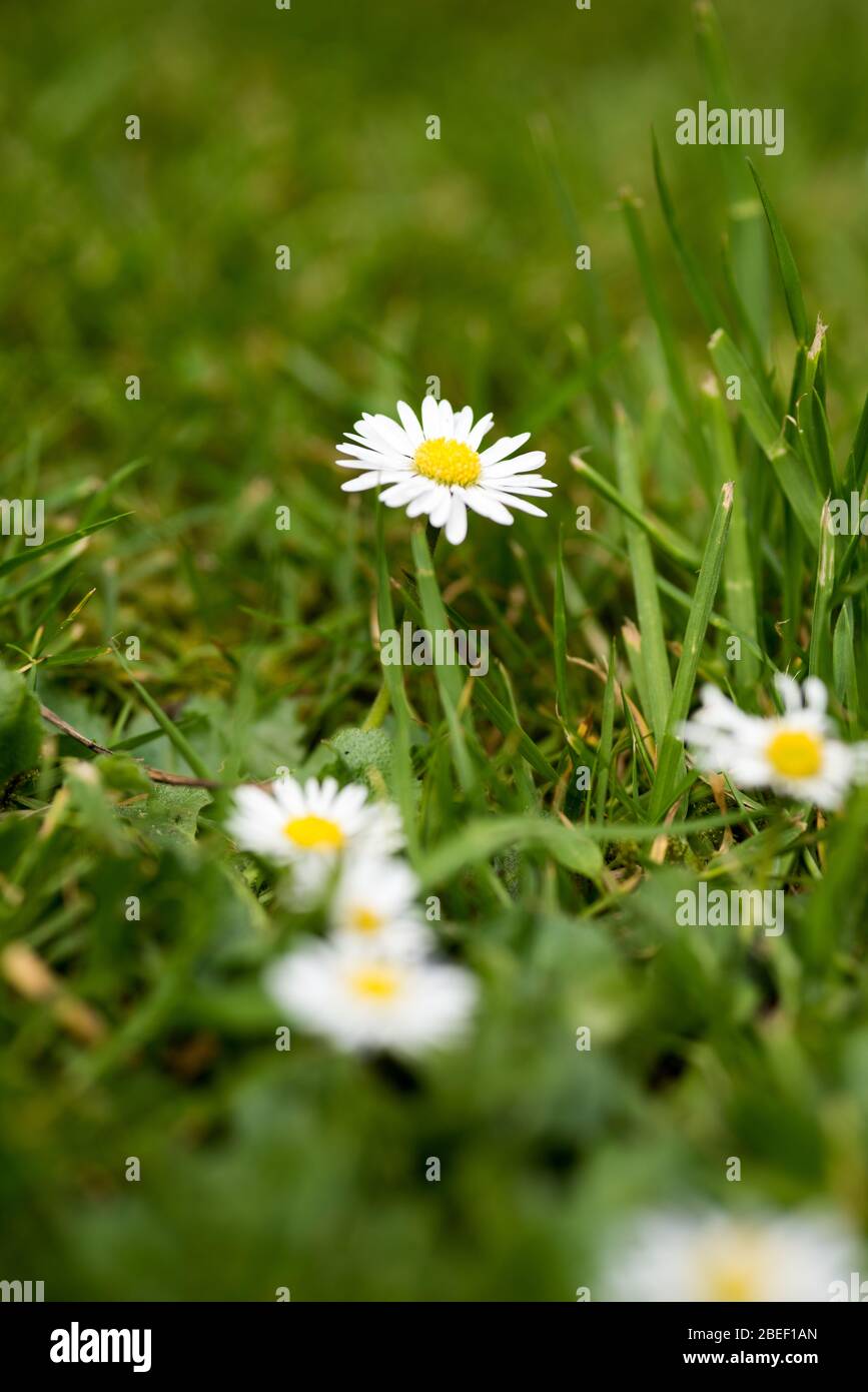 Common daisy in lawn Stock Photo - Alamy