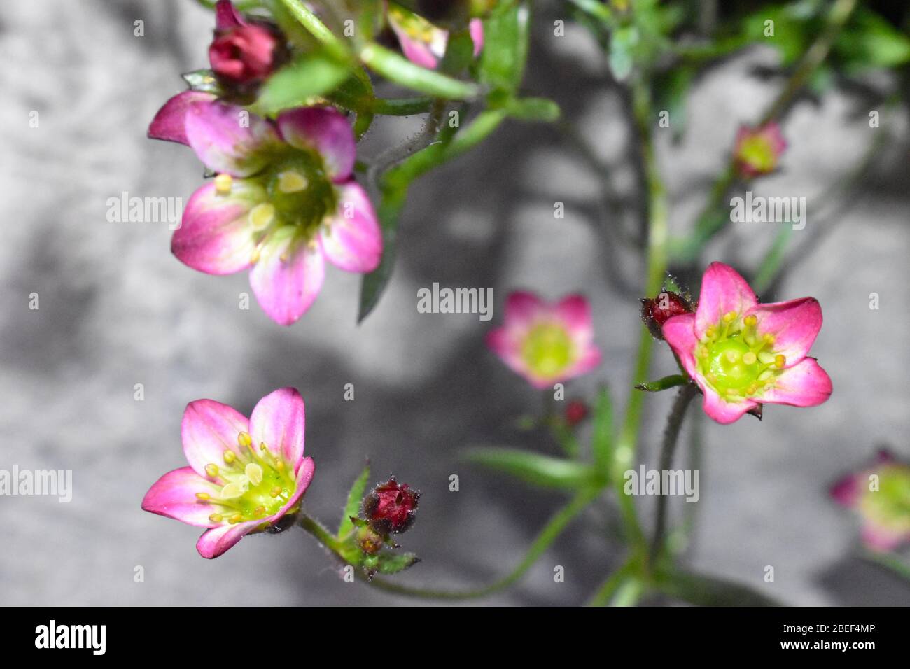 Mound forming evergreen perennial hi-res stock photography and images ...