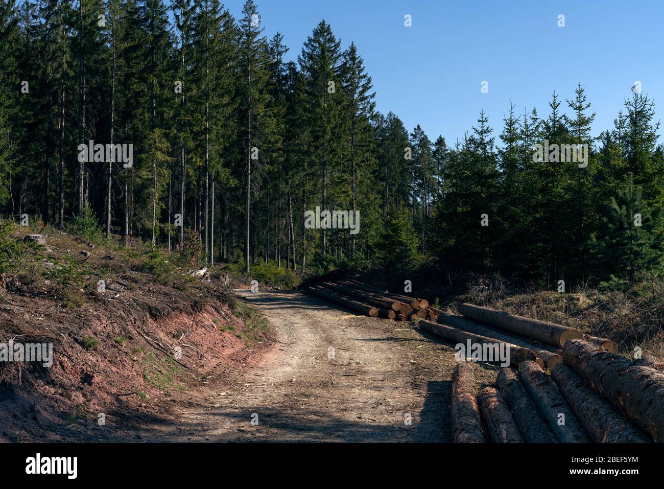 Nature and the forest. Beautiful sunny day in the woods and cutting ...