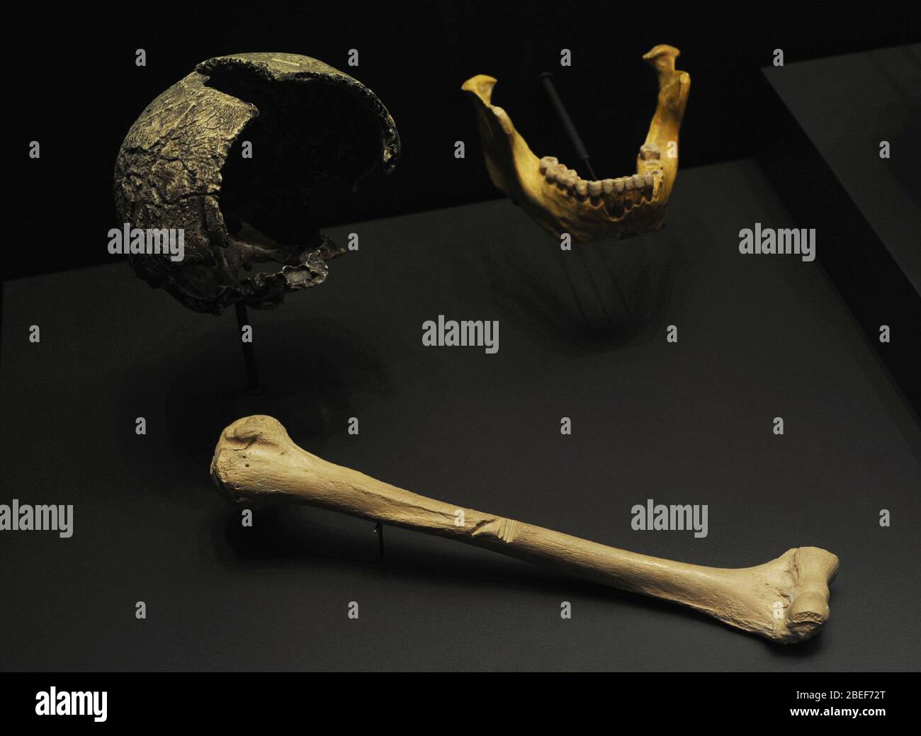 Homo heidelbergensis skull spain hi-res stock photography and images ...