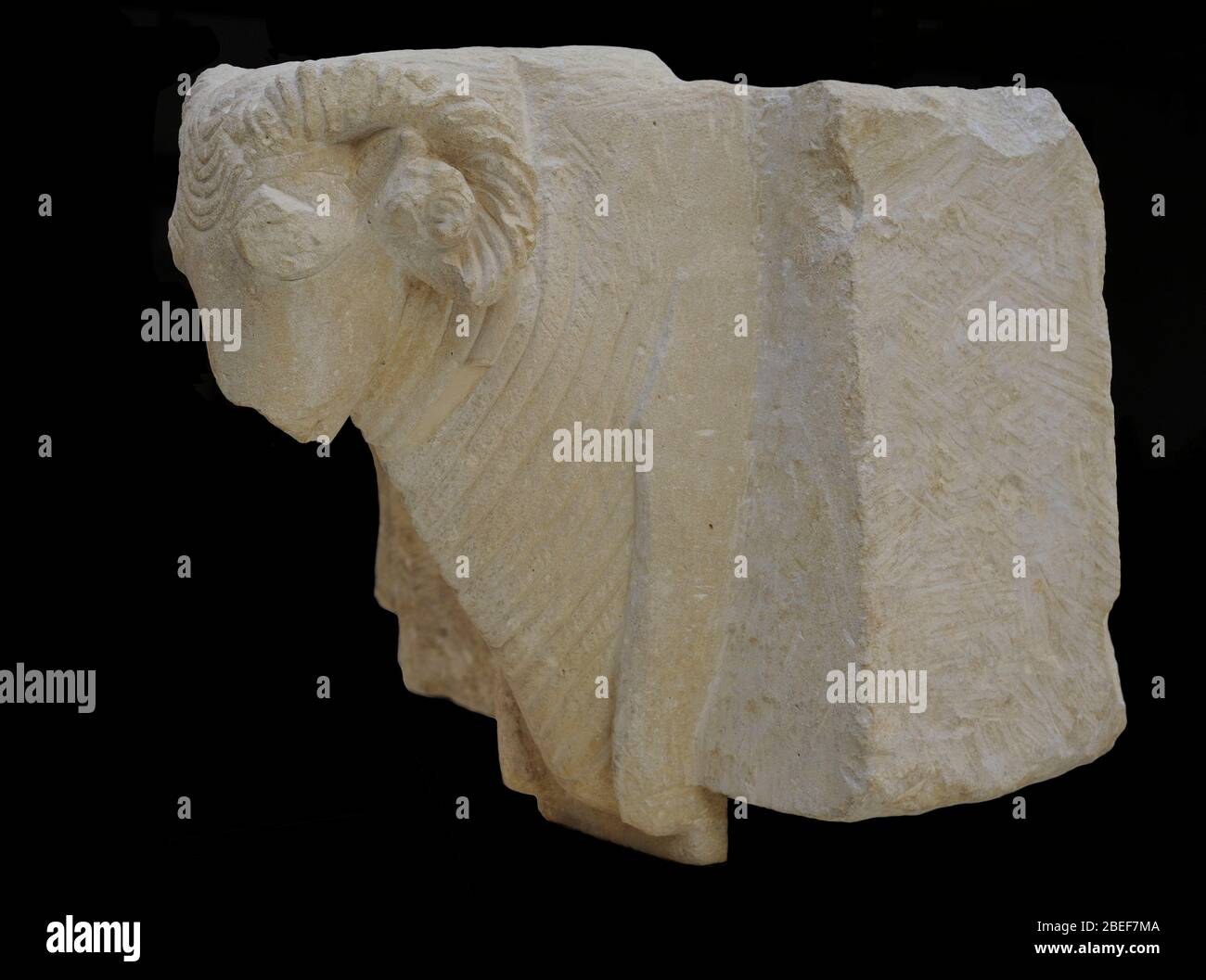 Head protome hi-res stock photography and images - Alamy