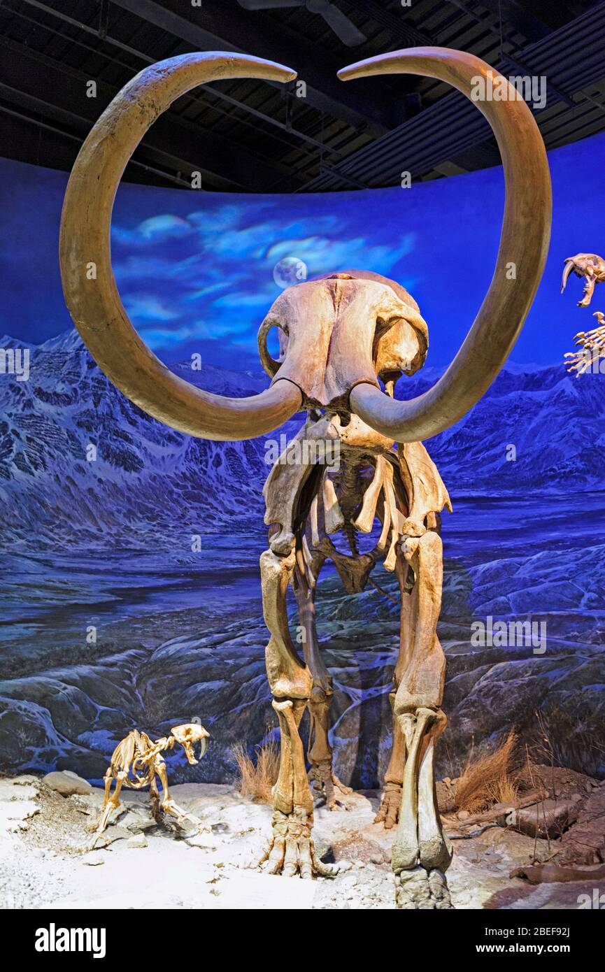 Woolly mammoth mammuthus primigenius hi-res stock photography and ...