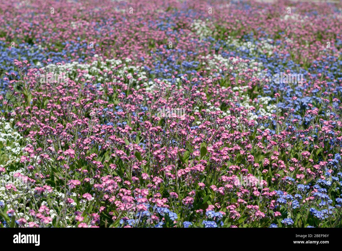 Beautiful scene fresh spring hi-res stock photography and images - Alamy