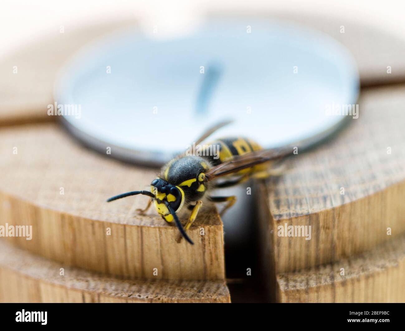 European Wasp close-up Stock Photo - Alamy