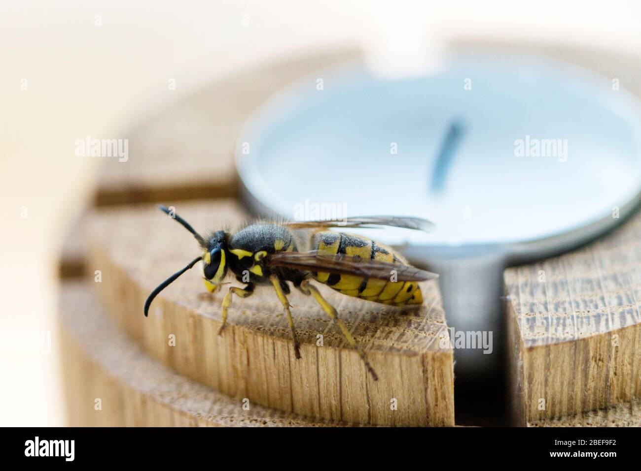 European Wasp close-up Stock Photo - Alamy