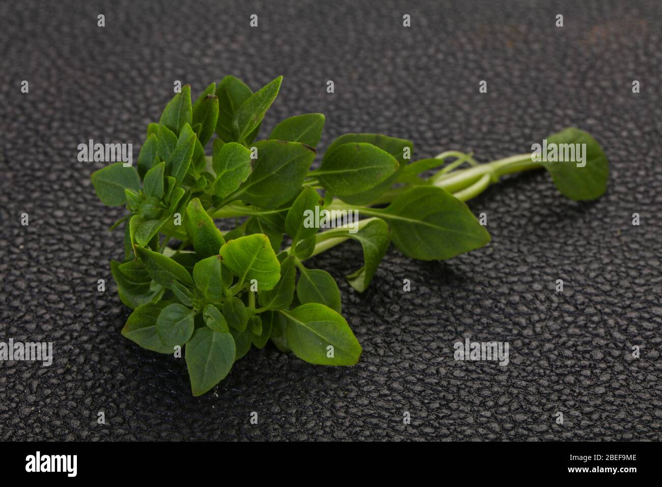 Green Basil leaves - aroma herbs Stock Photo - Alamy