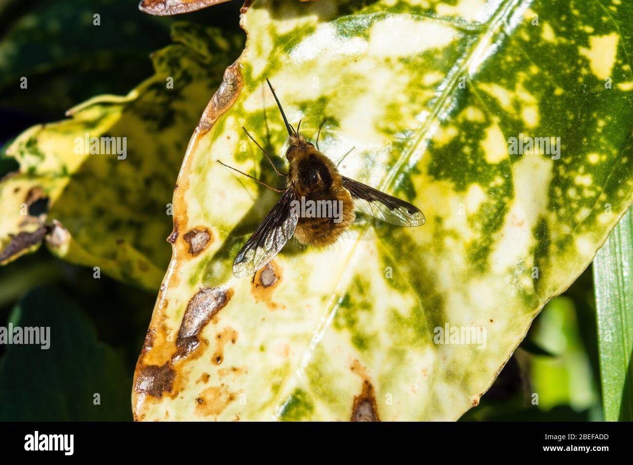 A large bee fly aka dark edged bee fly, Bombylius major, resting on the ...