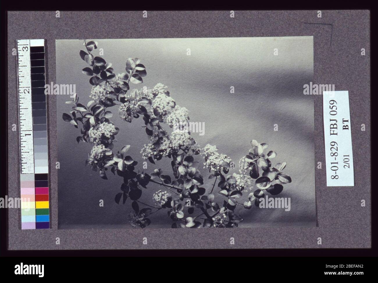 The hawthornes hi-res stock photography and images - Alamy