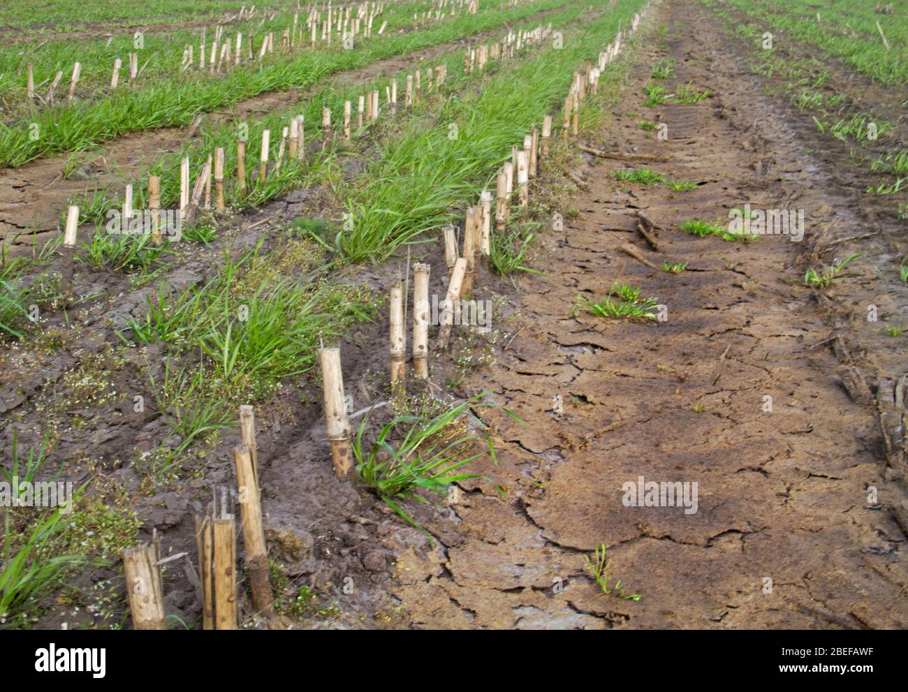 Maize environment hi-res stock photography and images - Alamy