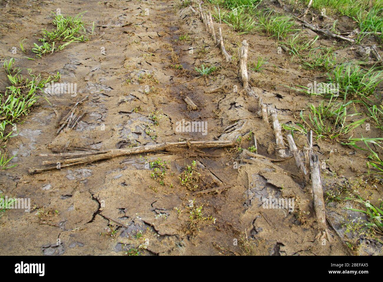 Slurry hi-res stock photography and images - Alamy
