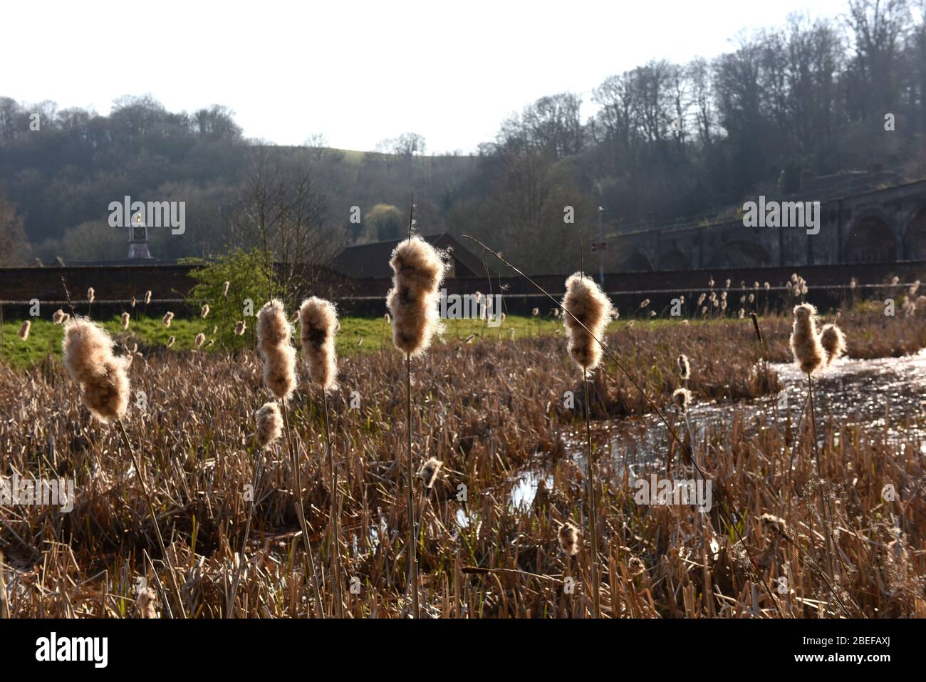 Bullrushes hi-res stock photography and images - Alamy