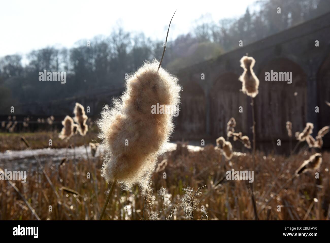 Bullrushes hi-res stock photography and images - Alamy
