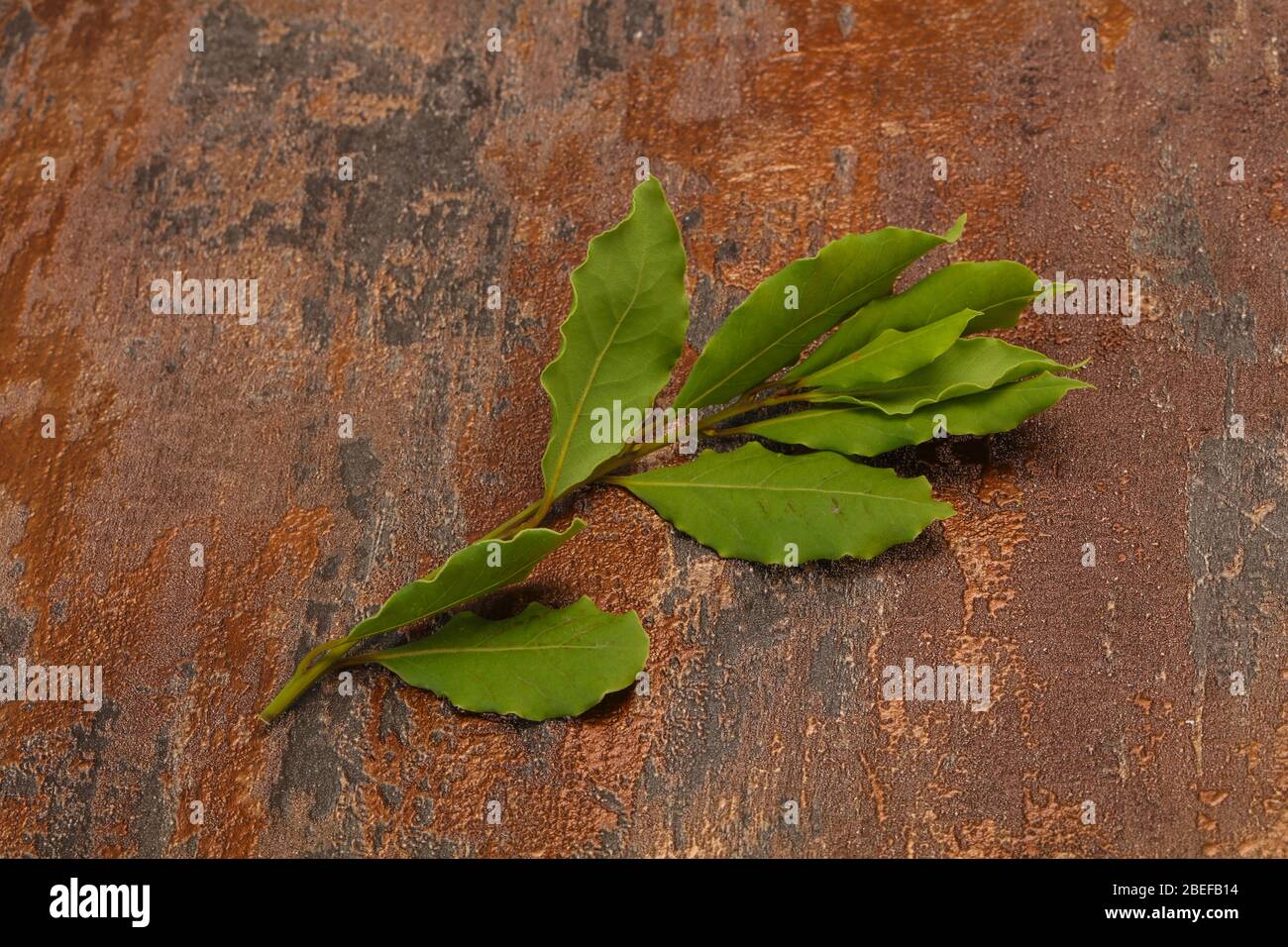 Green laurel leaves on the branch - for cooking Stock Photo - Alamy
