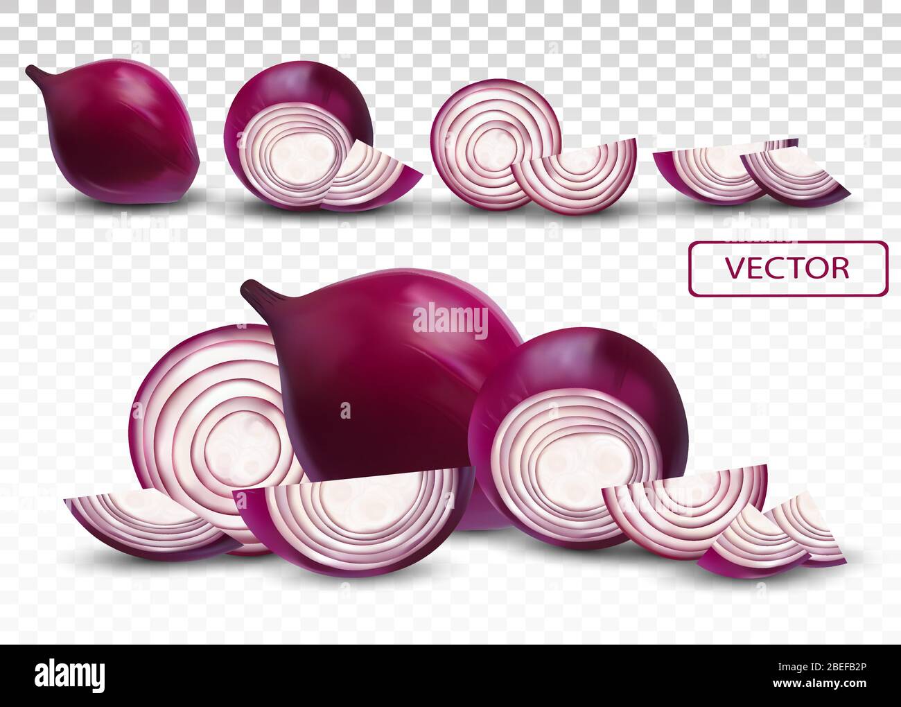 Onion Vector Png