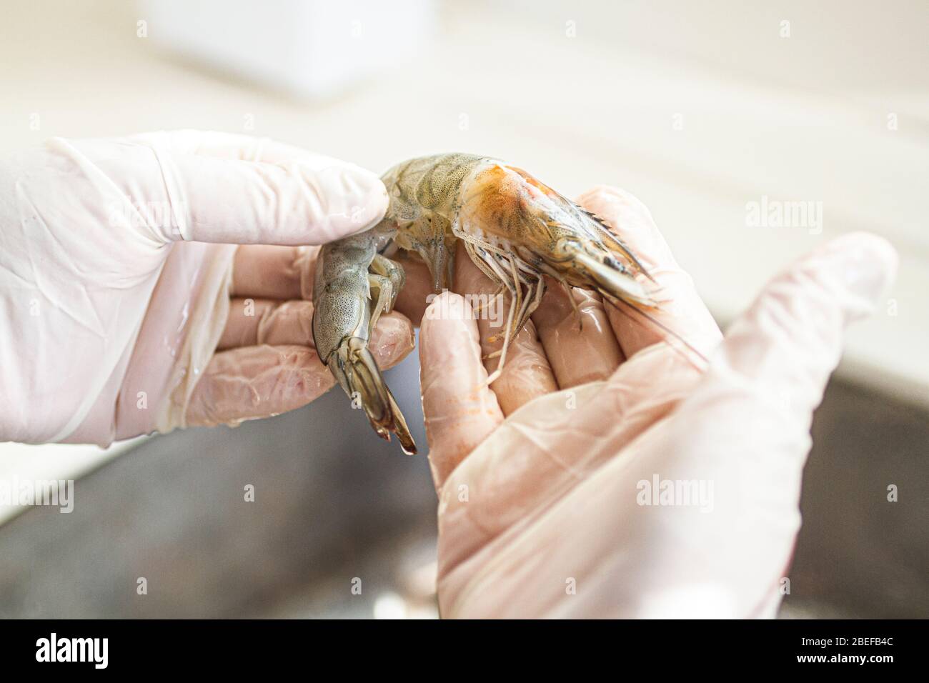 Hands holding shrimp hi-res stock photography and images - Alamy
