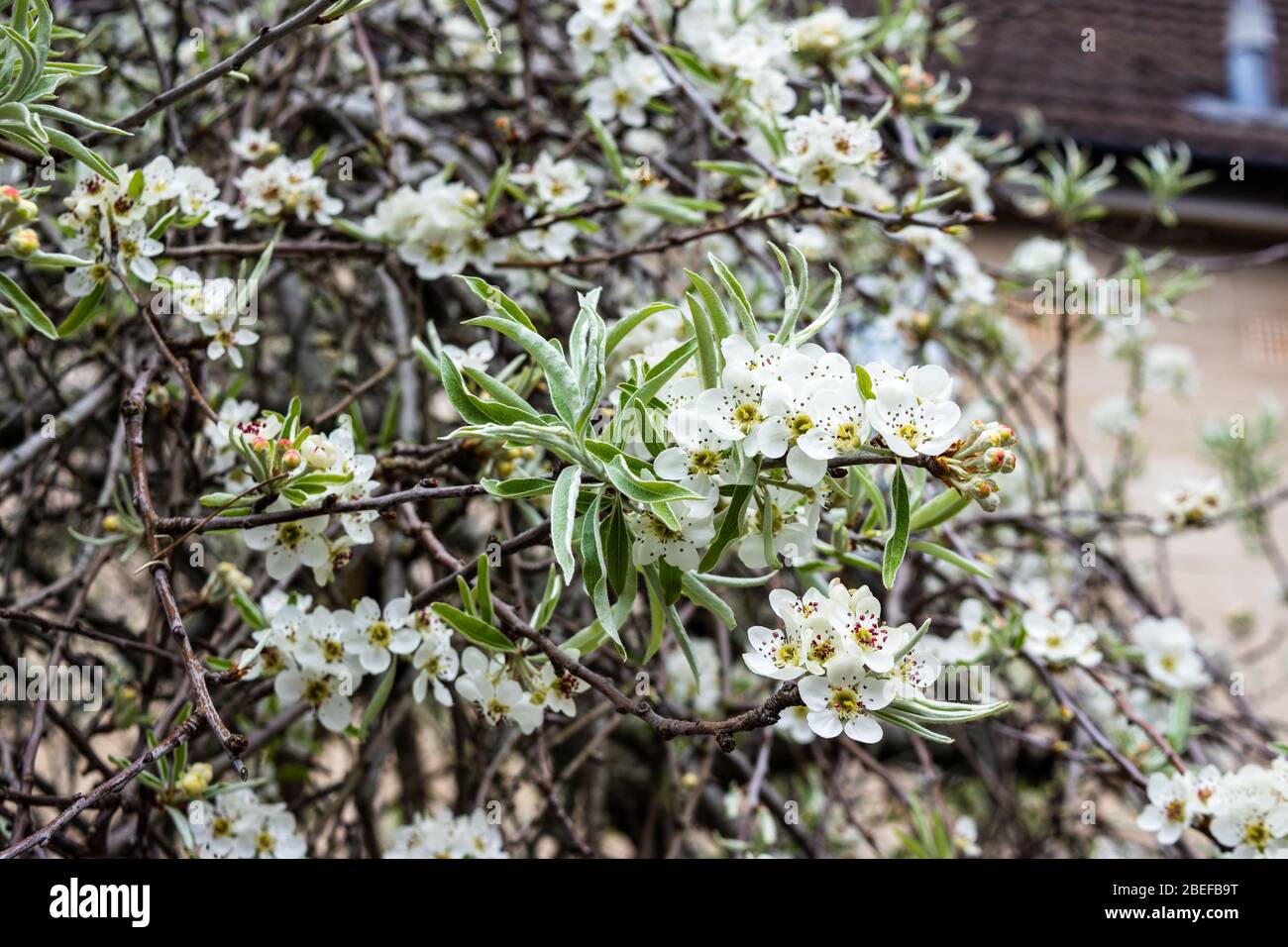The white blossom and silvery leaves of the willow leaved pear aka ...