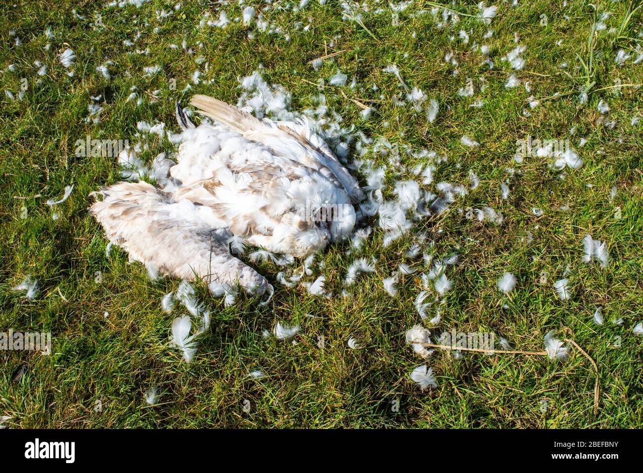 The body of a juvenile mute swan Cygnus olor with its head removed by ...